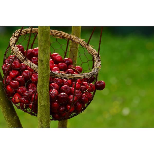 3 ft. Lapins Cherry Semi Dwarf Tree with Abundant | Ubuy Nepal
