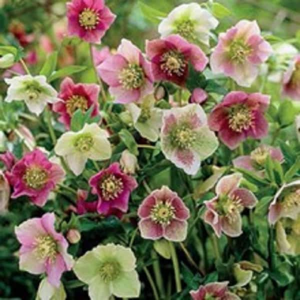 Fernlea 10 in. Christmas Belle Holiday Plant in Planter 1009014739 ...