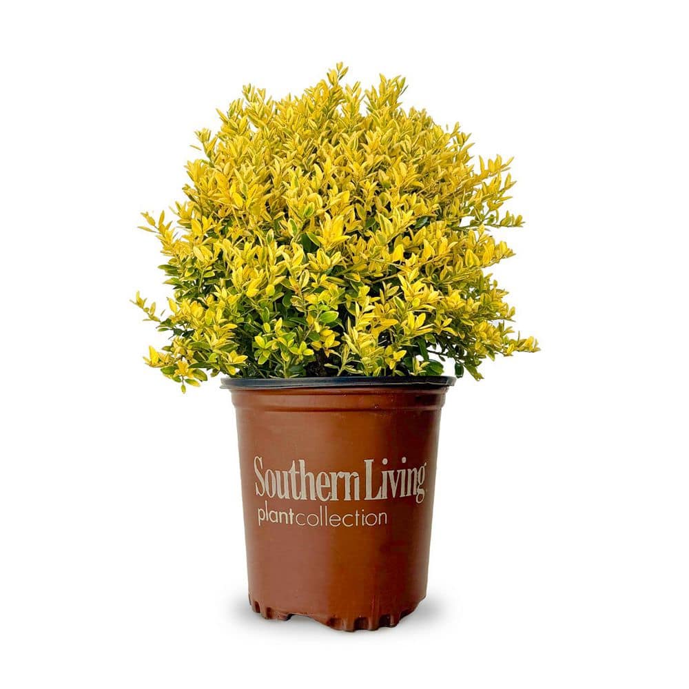 Reviews for SOUTHERN LIVING 2.5 qt. Touch of Gold Holly (Ilex Crenata ...
