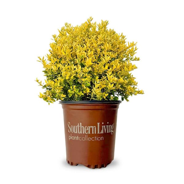 SOUTHERN LIVING 2.5 qt. Touch of Gold Holly (Ilex Crenata) Evergreen ...