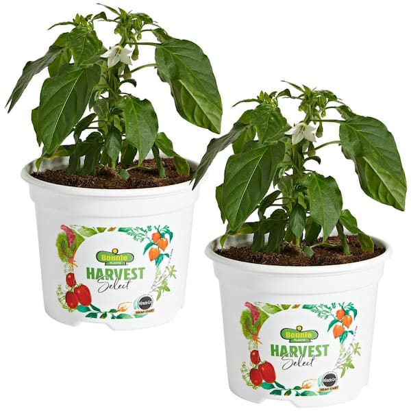 Reviews for Bonnie Plants 25 oz. Carmen Italian Sweet Pepper Plant (2 ...
