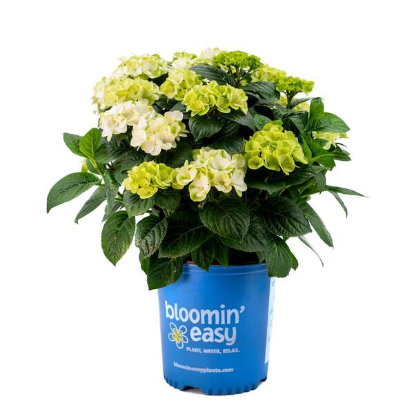 BLOOMIN' EASY 2 Gal. Grin and Tonic Reblooming Hydrangea (Macrophylla ...