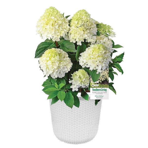 3Gal Hydrangea 'BoBo' 12803 - The Home Depot