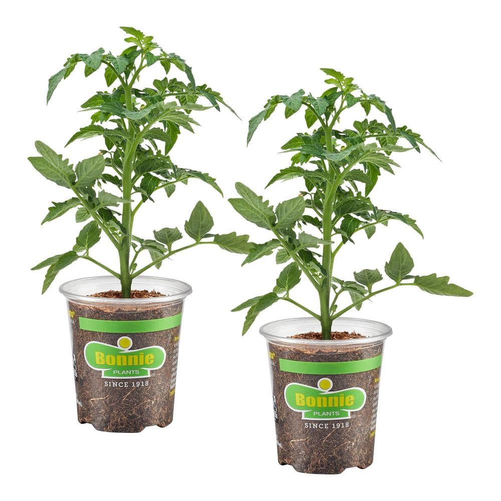 Bonnie Plants 19.3 oz. Genuwine Tomato Live Plant (2-Pack) 207806 - The ...