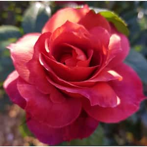 Wekiva Foliage Lagerfeld Rose Bush-Live Starter Plant in a 2 Inch Pot ...