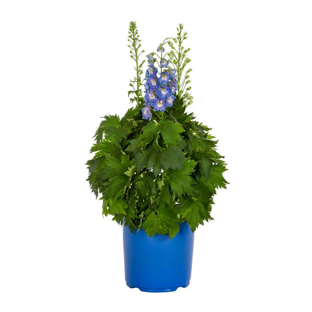 Reviews for METROLINA GREENHOUSES 2.25 Gal. Delphinium Aurora Blue ...