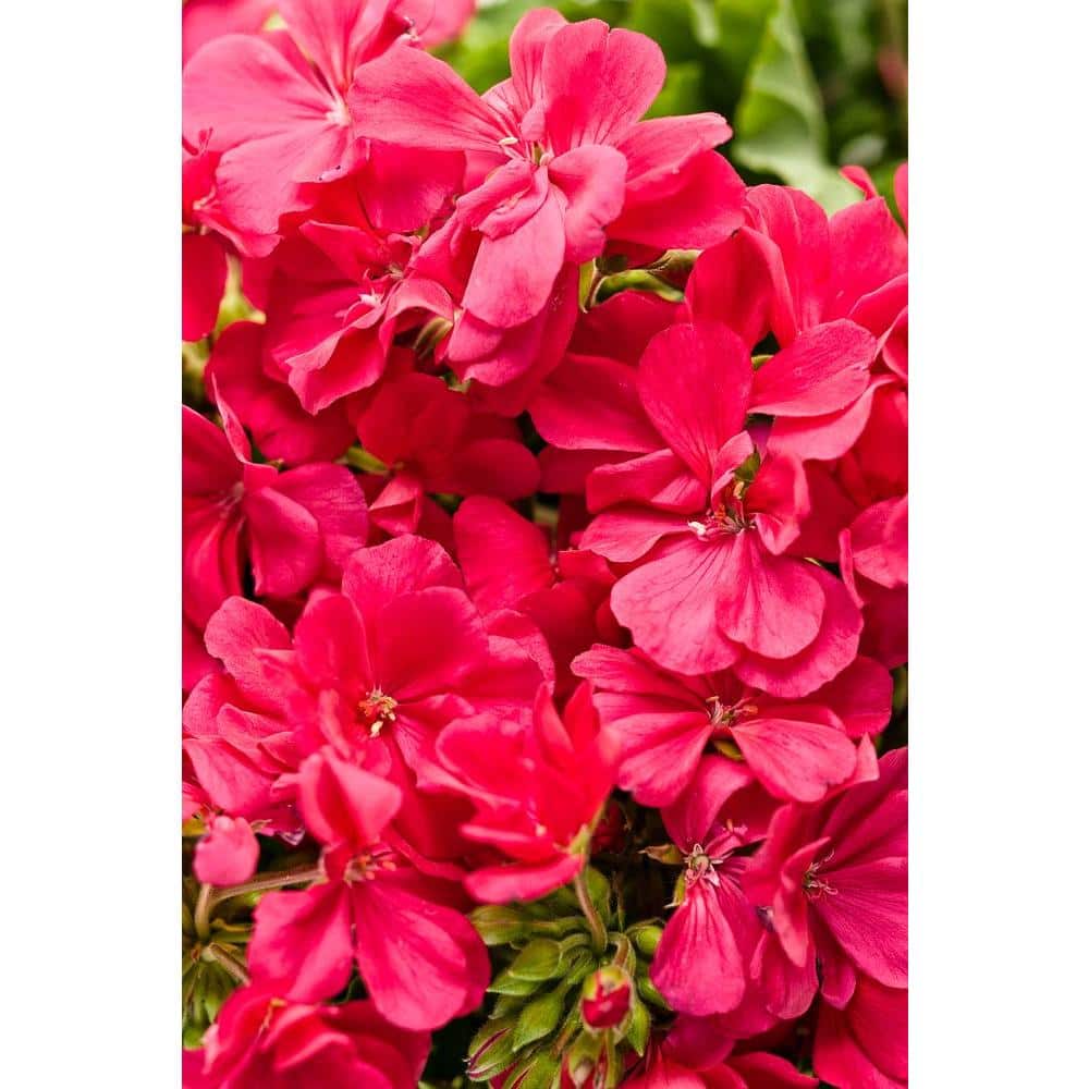 PROVEN WINNERS 4.25 in. Grande Boldly Hot Pink Geranium (Pelargonium ...