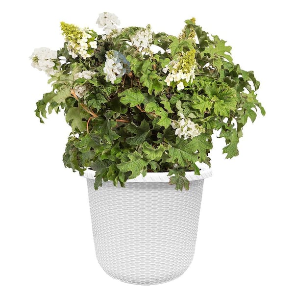 BLOOMIN' EASY 1 Gal. Toy Soldier Oakleaf Hydrangea (Quercifolia) Live ...