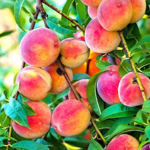 7 Gal. Bounty Peach Fruit Tree PCHBOU07G - The Home Depot