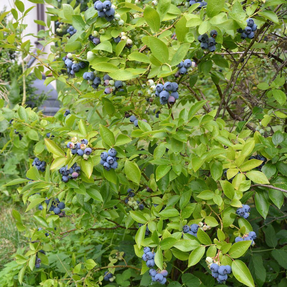 national PLANT NETWORK 1 gal. Blueberry Sharpblue Shrub HD1887 - The ...