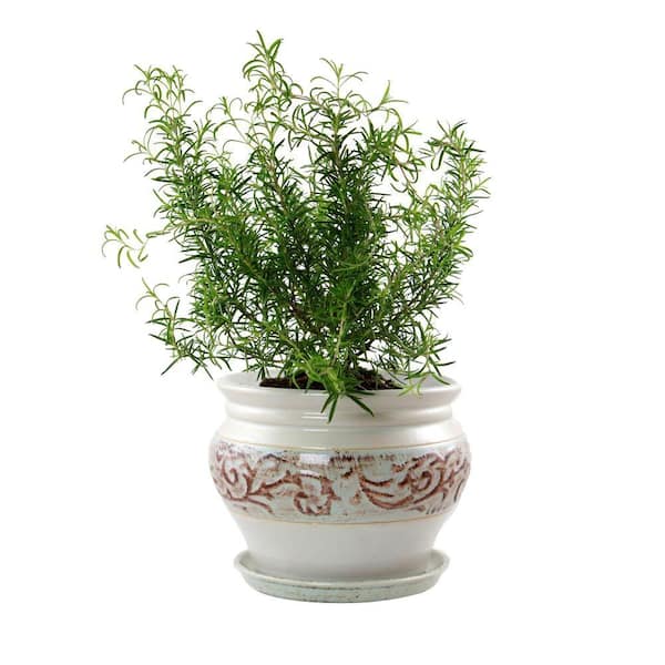 Paddock Home & Garden 8.75 in. Green Ceramic Pale Mint Planter with ...