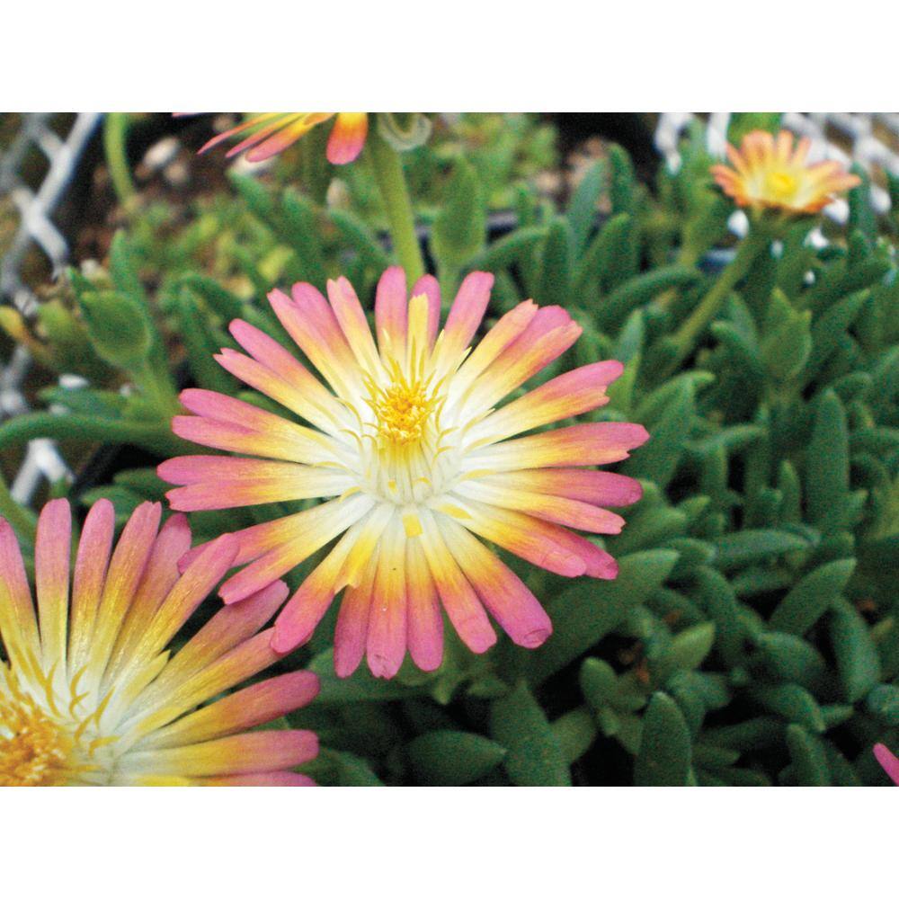 Spring Hill Nurseries 4 in. Pot, Fire Wonder Ice Plant Potted ...