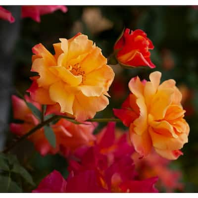 VAN ZYVERDEN Yellow and Pink Rose Double Delight Root Stock 83887