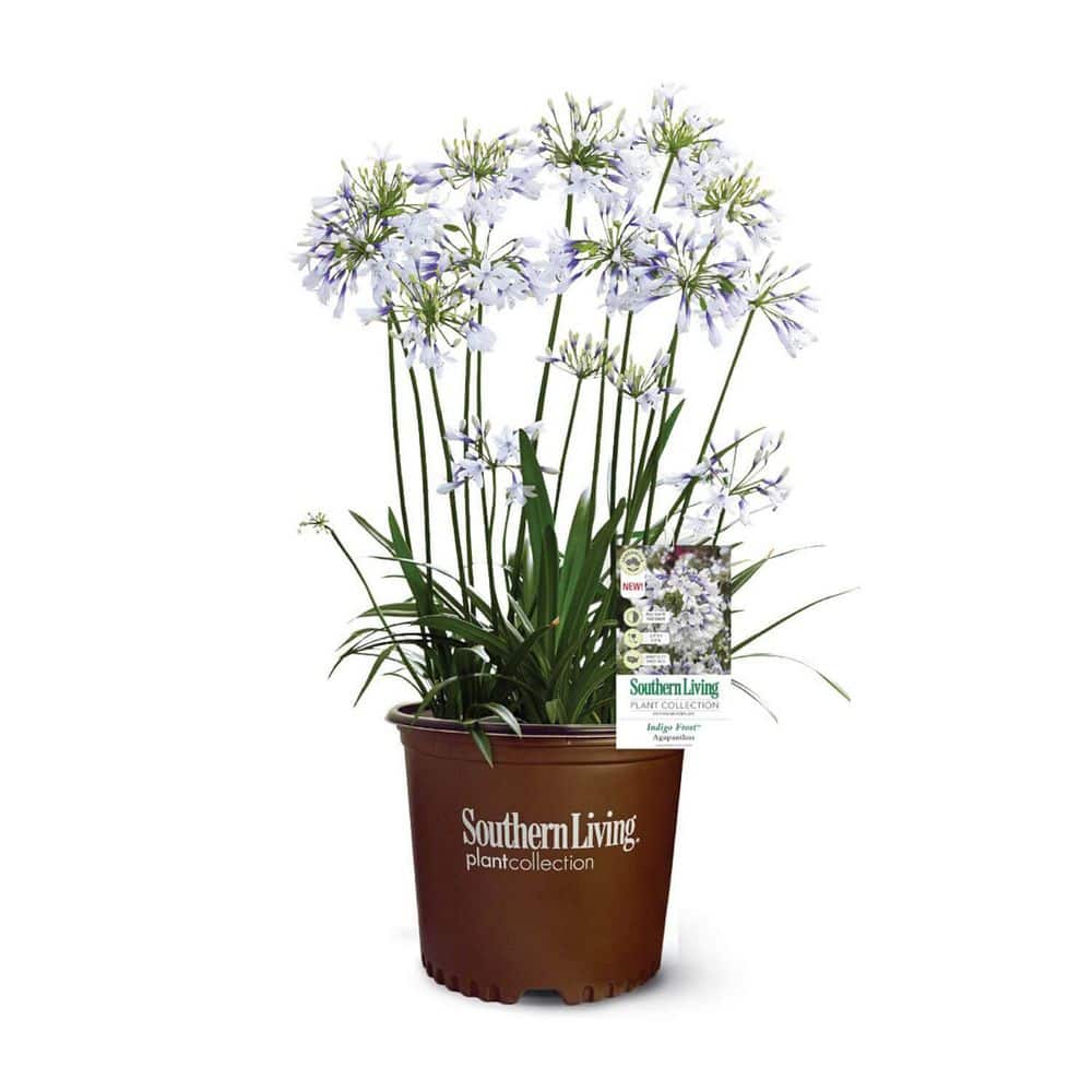 SOUTHERN LIVING 1.5 Gal. Indigo Frost Agapanthus (Lily of the Nile ...