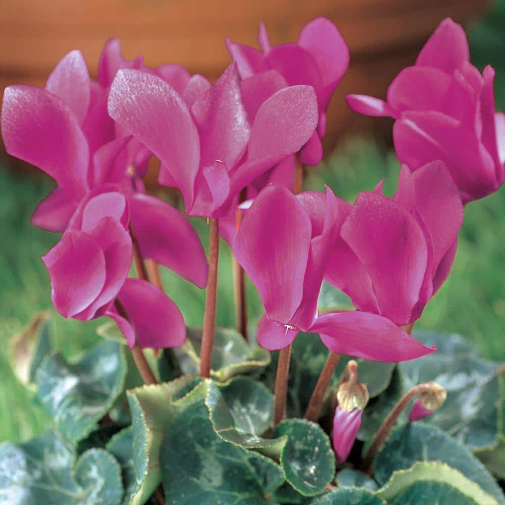 Vigoro 2 QT Cyclamen Sierra Synchro Purple' Purple Annual Plant ...