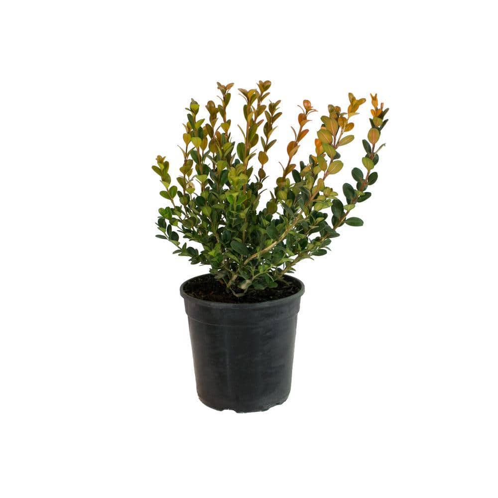 BELL NURSERY 1 Gal Buxus Holiday Shrub Plant 1001570310 - The Home Depot