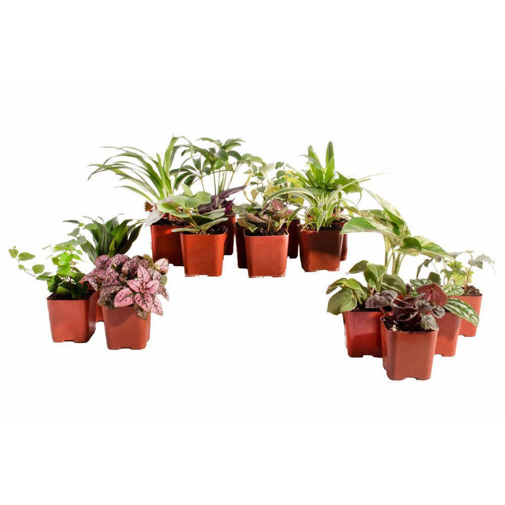 Shop Succulents Mini Assorted House Plants Collection of 20 Indoor ...