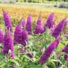 national PLANT NETWORK 2.5 Qt Royal Razz Buddleia Plant with Purple ...