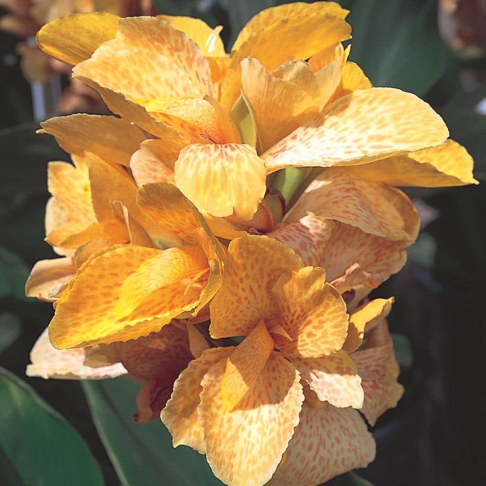 ALTMAN PLANTS # 15 Whiskey Barrel Tenerife Canna Lily Annual Plant with ...