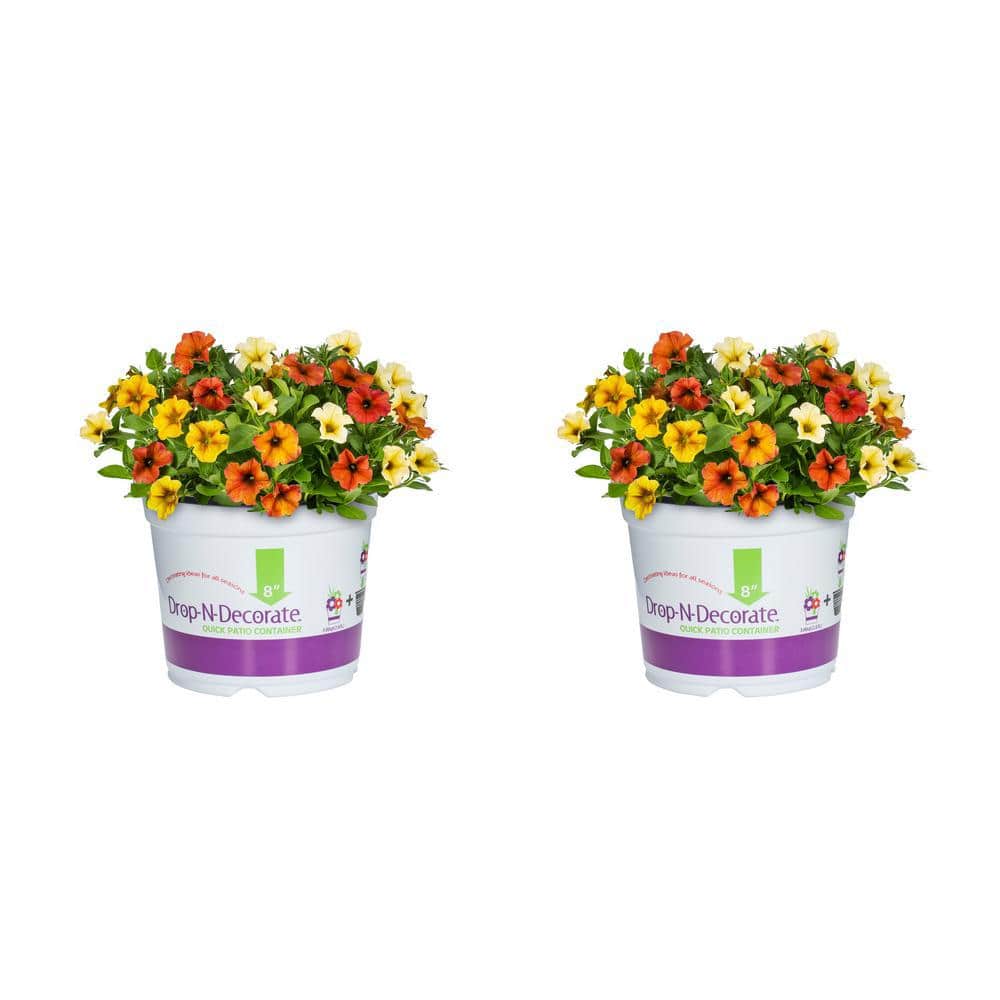 SUPERCAL 3 Qt. Drop N Decorate Bonfire Mix SuperCal Petunia Annual ...