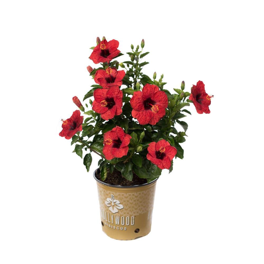 PROVEN WINNERS 2 Gal. Hollywood Hot Shot Red Flower Annual Hibiscus ...