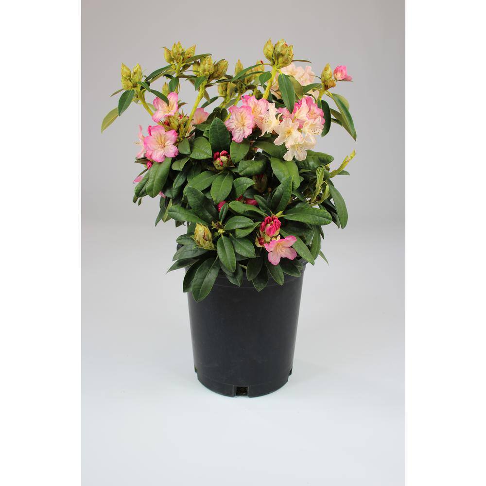 Kraemer's Nursey 3.58 Gal. Rhododendron Shrub with Red Flowers ...