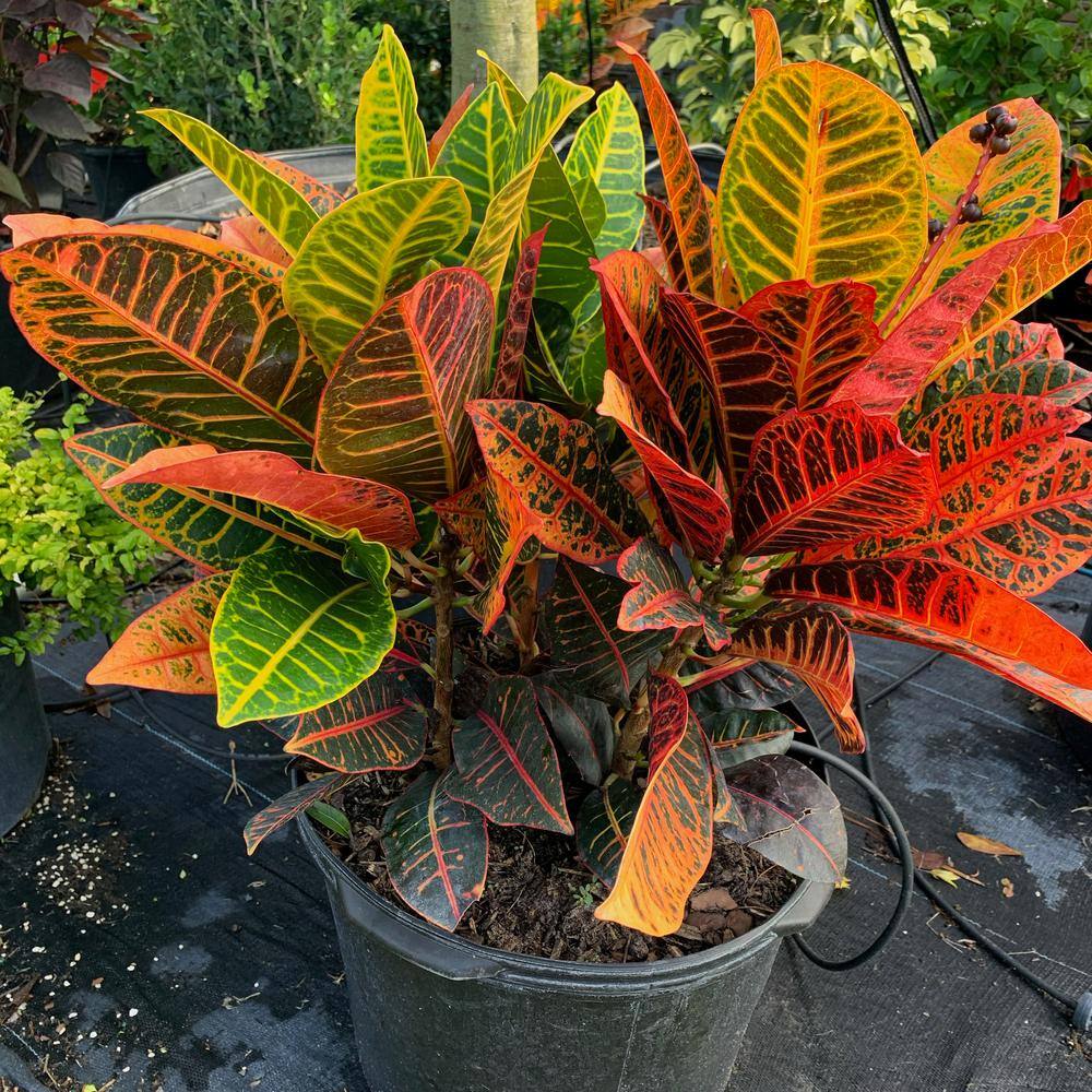 OnlinePlantCenter Petra Croton Plant in 10 in. Grower Pot CR020G3 - The ...