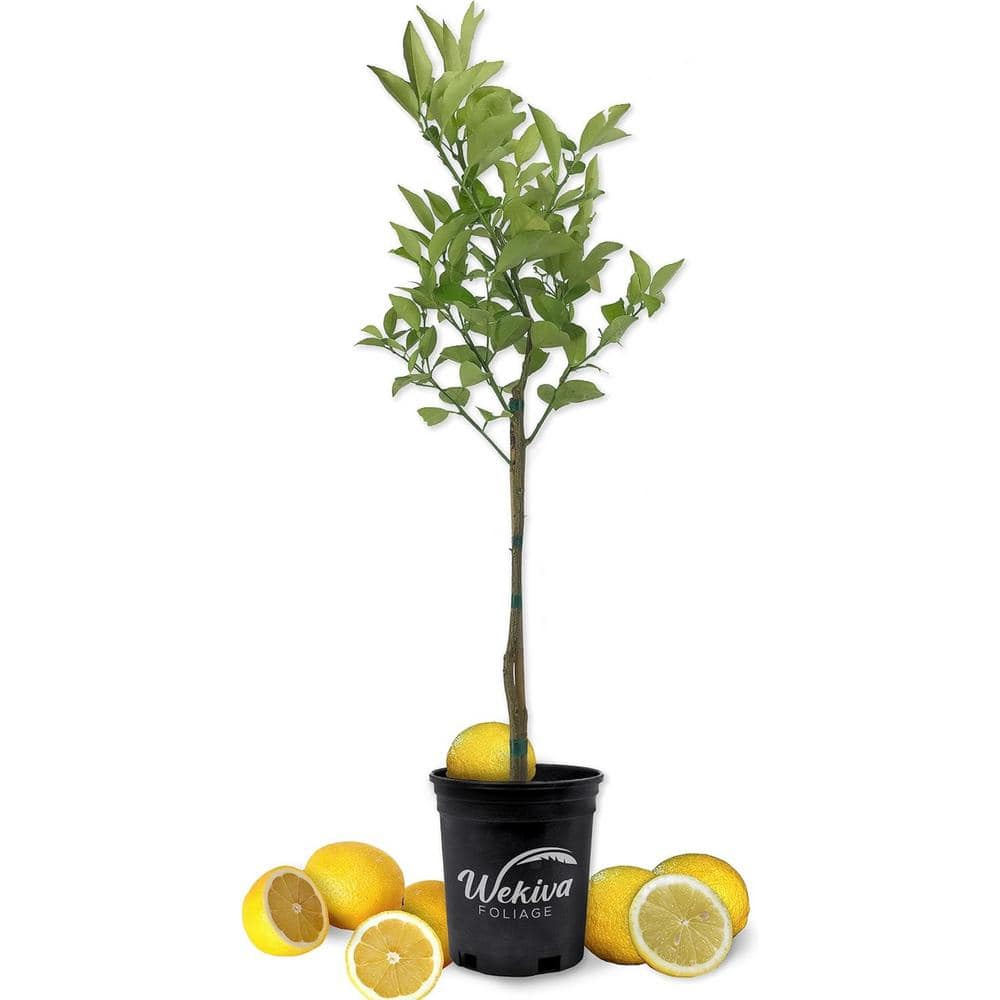 Wekiva Foliage Bearss Lemon Tree-Live Plant in a 1 Gallon Pot-Florida ...