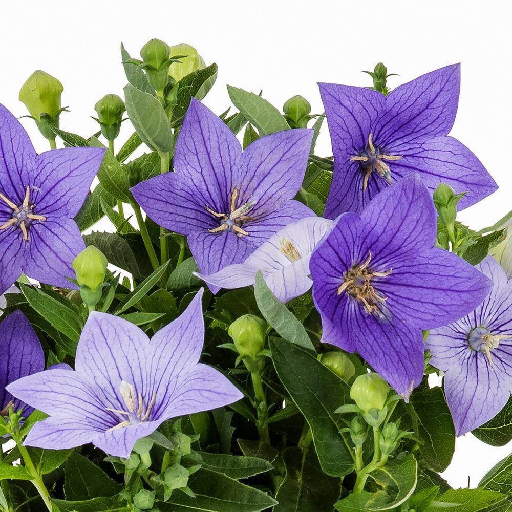 Capstone Plants 2 QT. Platycodon Balloon Flower Astra Blue Perennial ...