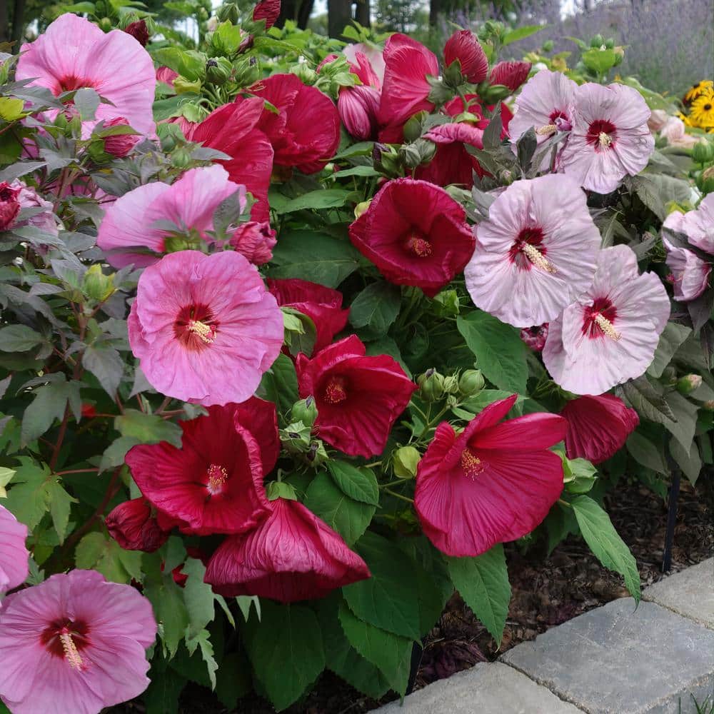 national PLANT NETWORK Bare Root Hardy Hibiscus Collection - (3 piece ...