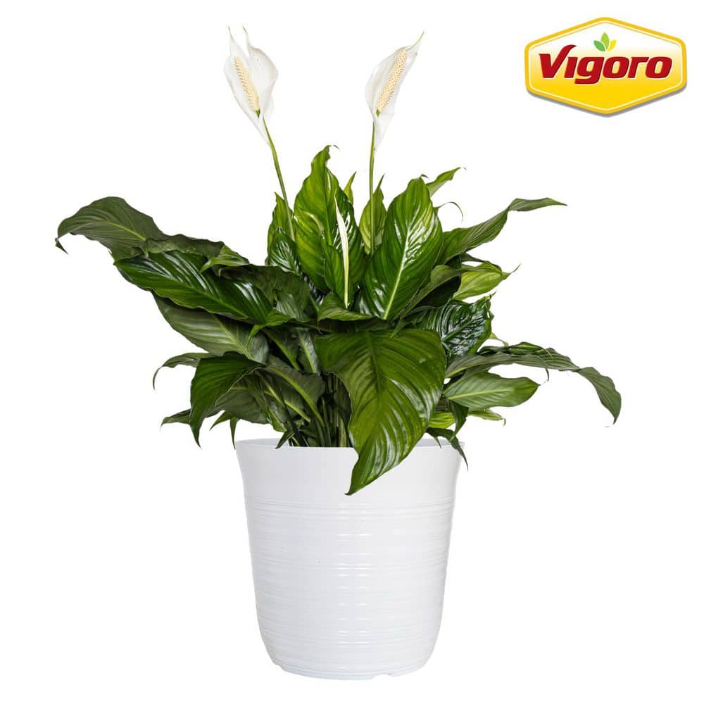 Vigoro 12 in. Vigoro Spathiphyllum Peace Lily Plant in White Decor Pot ...
