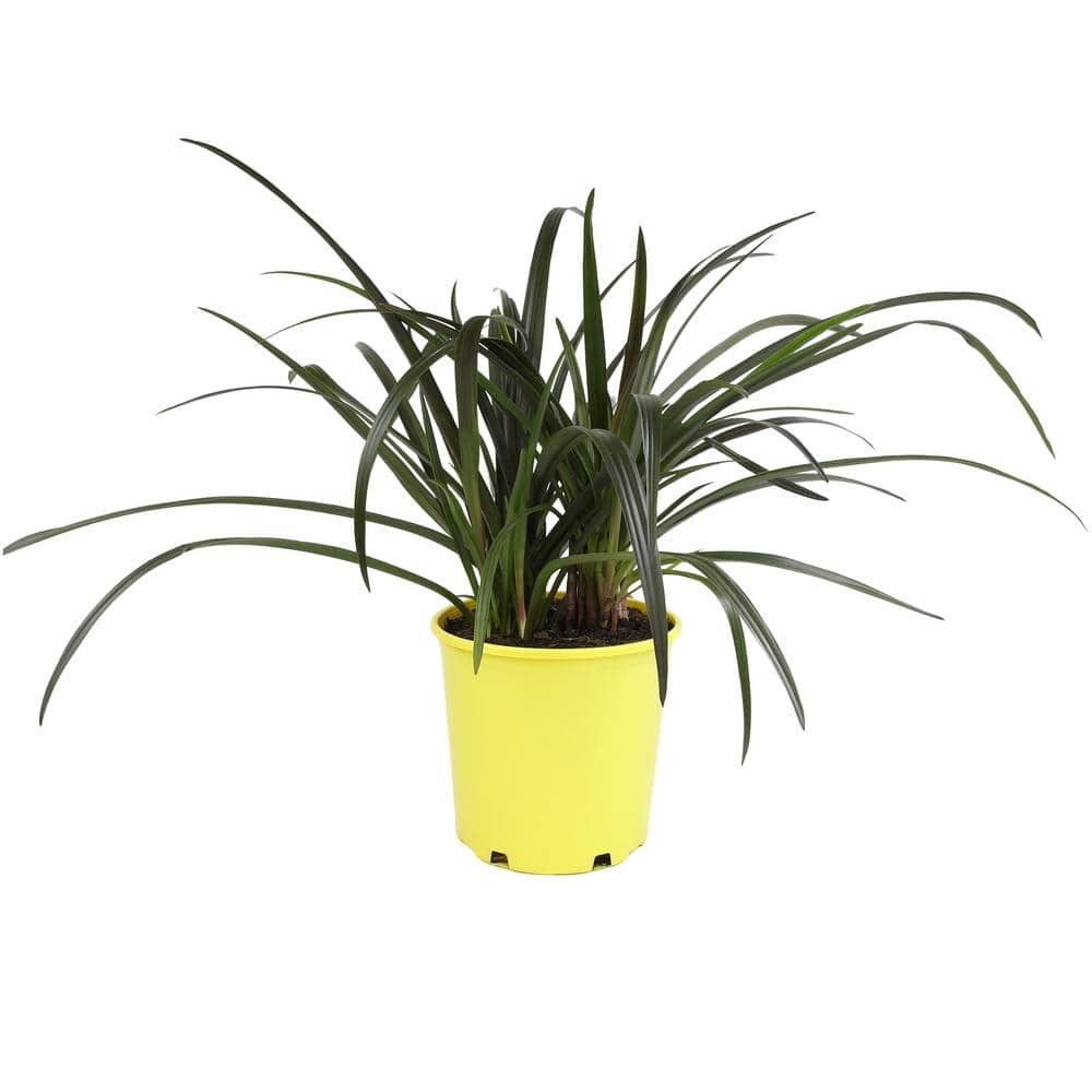 ALTMAN PLANTS 4 qt. Red Bog Lily (Crinum Menehune) Perennial Outdoor ...