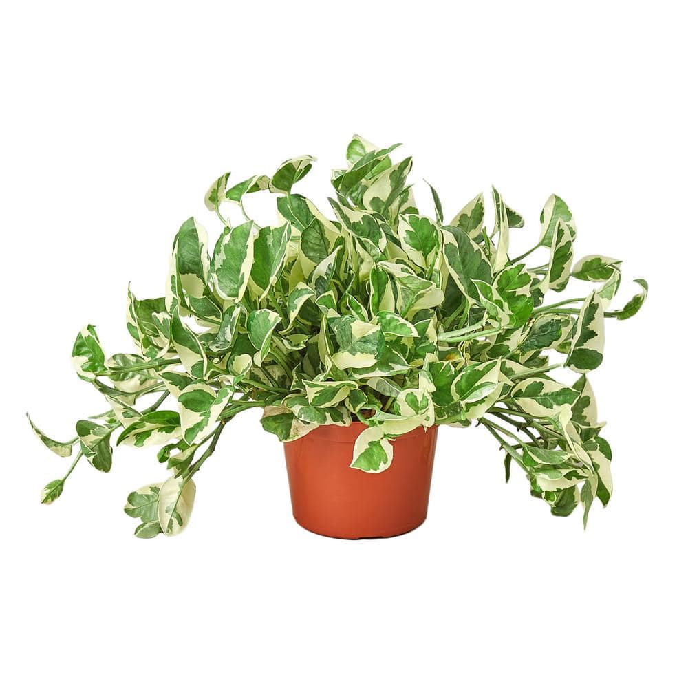 PPC INTERNATIONAL LLC Pothos N'Joy Epipremnum Pinnatum Plant in 6 in ...