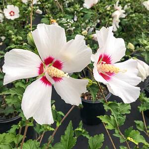 Spring Hill Nurseries Aphrodite Althea Hibiscus Tree Live Bare Root ...