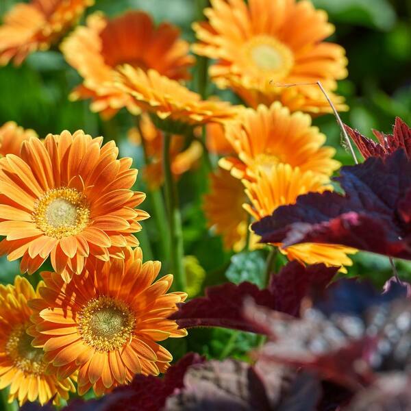 Orange Gerber Daisy