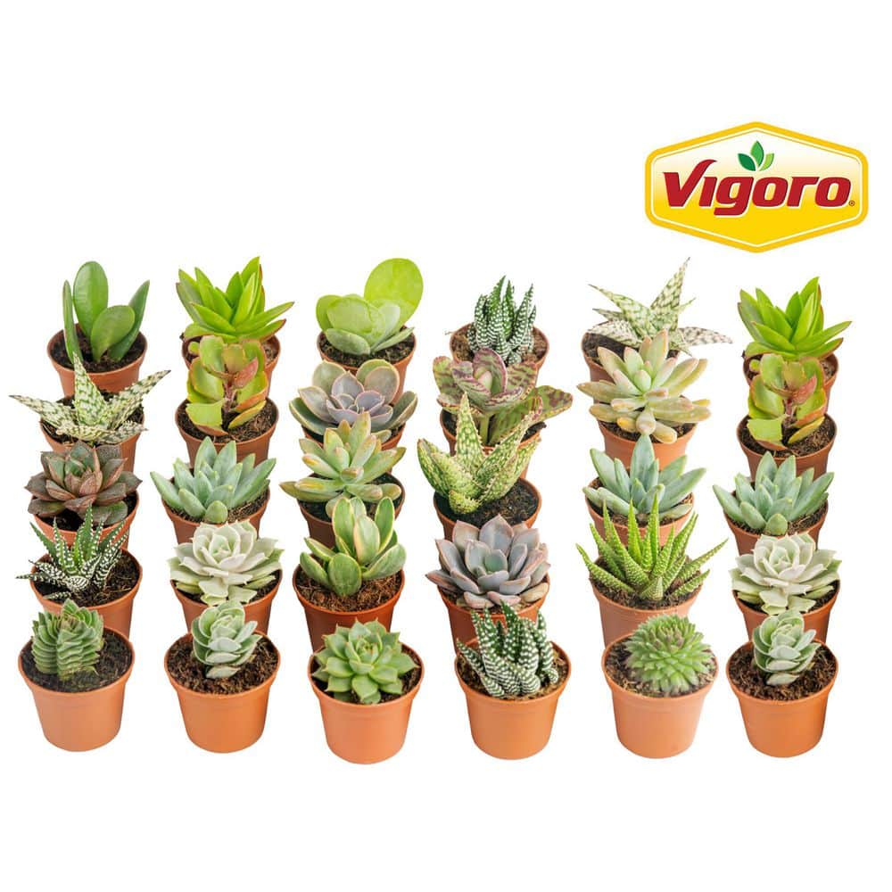 Vigoro Mini Unique Indoor Succulent Plants in 2 in. Round Grower Pot ...