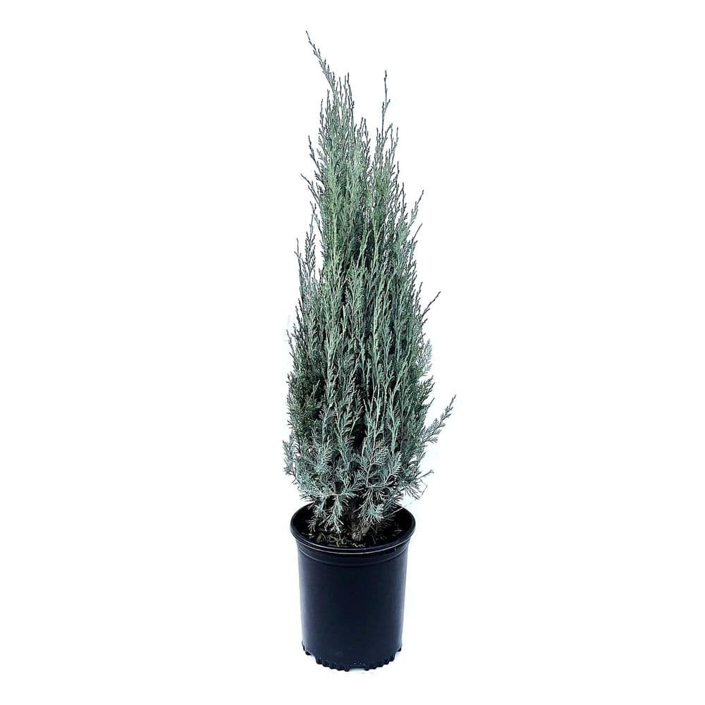 3.58 Gal. Skyrocket Juniper Live Shrub Upright Narrow Evergreen Privacy ...