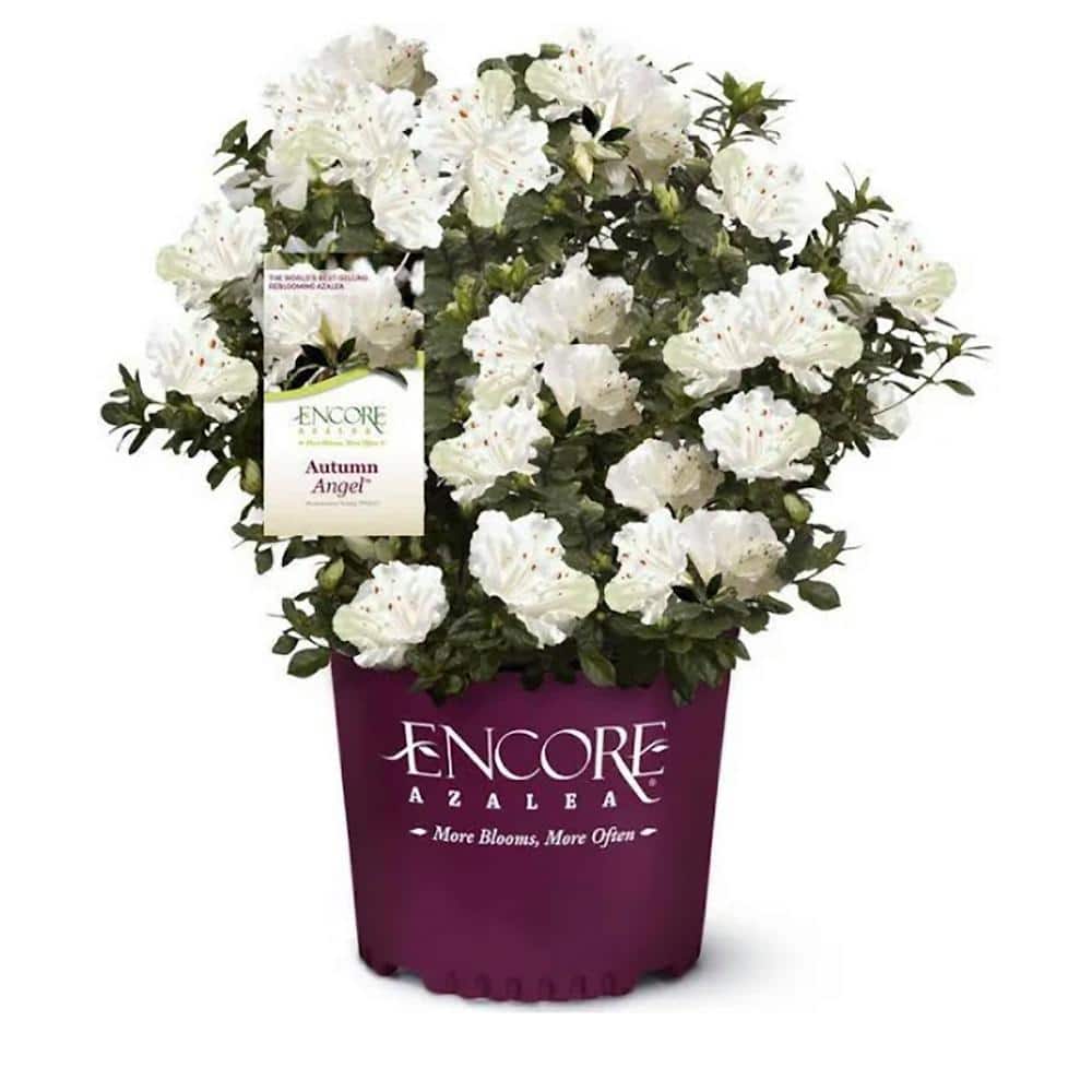 Azalea Encore Autumn Angel 3 Gal. Azalea Shrub with Pure White ...