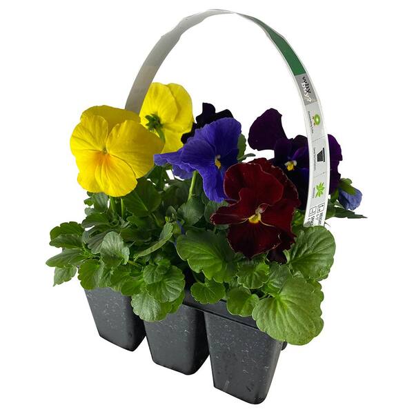 1.27 qt. Delta Mix Pure Pansy Plant in Assorted Colors (6-Pack) 600488 ...
