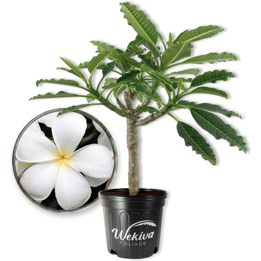Wekiva Foliage White Plumeria Tree-Frangipani-Live Plant in a 3 Gallon ...