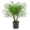 14 in. Roebellini Palm Tree with Long Rich Green Fronds 15527 - The ...