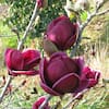 national PLANT NETWORK 2 Gal. Magnolia Genie Tree in Grower Container ...