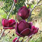 national PLANT NETWORK 2 Gal. Magnolia Genie Tree in Grower Container ...