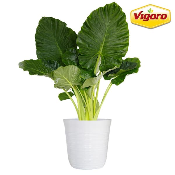 Vigoro 12 in. Vigoro Alocasia Calidora Plant in White Decor Pot ...