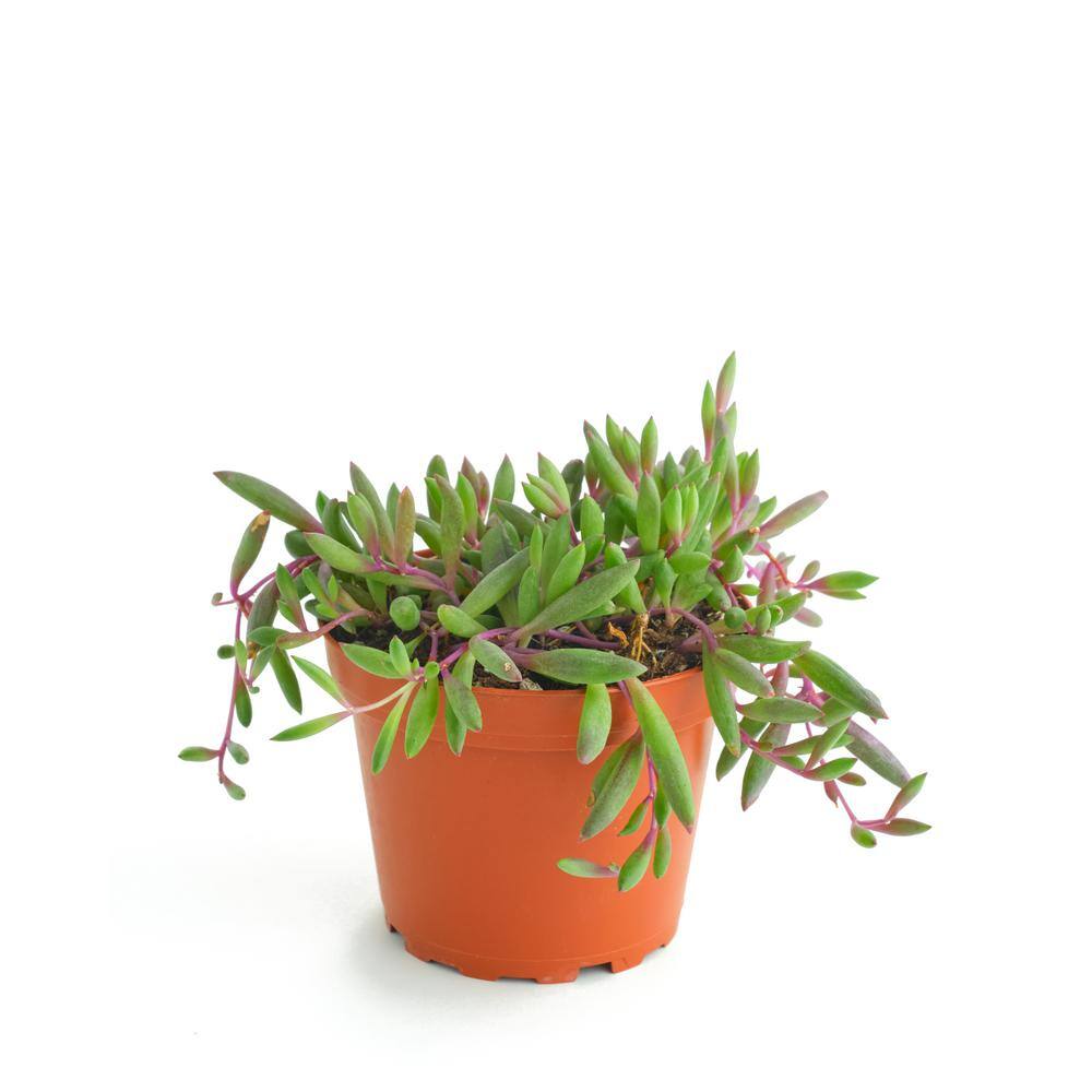 Shop Succulents Ruby Necklace Hanging Succulent, Othonna Capensis ...