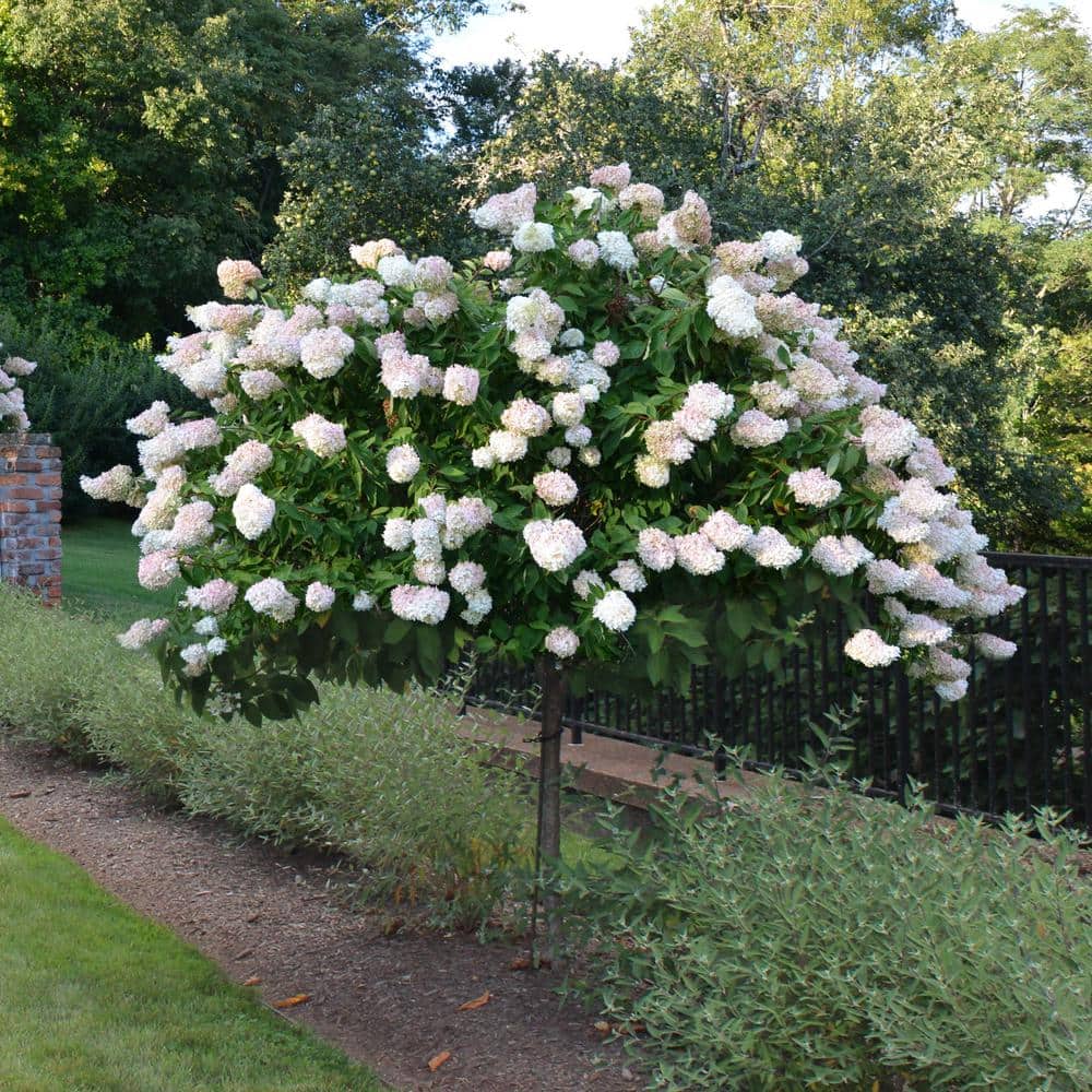 national PLANT NETWORK 1 Gal. Hydrangea, Limelight Prime Hydrangea 3 ...