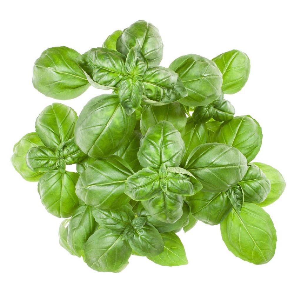 Burpee 4 in. Super Sweet Genovese Basil Herb Plant (6-Pack ...