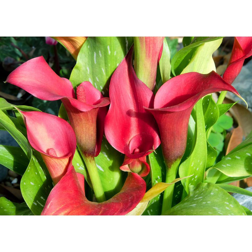 BELL NURSERY 1 Gal. Calla Color Pot Live Perennial Plant, Red Flowers ...