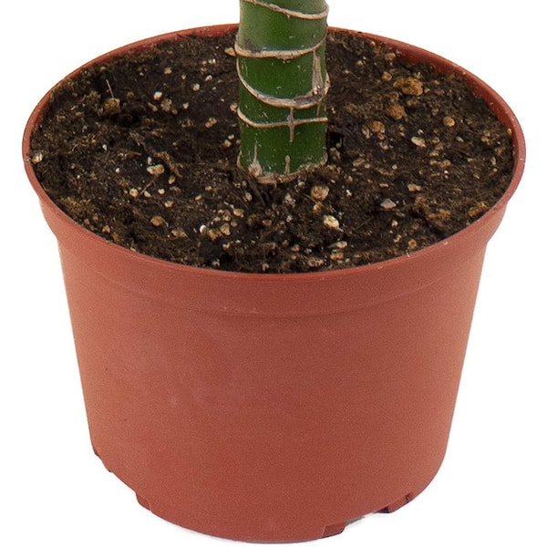Dracaena Deremensis Janet Craig Green Corn Plant Dracaena