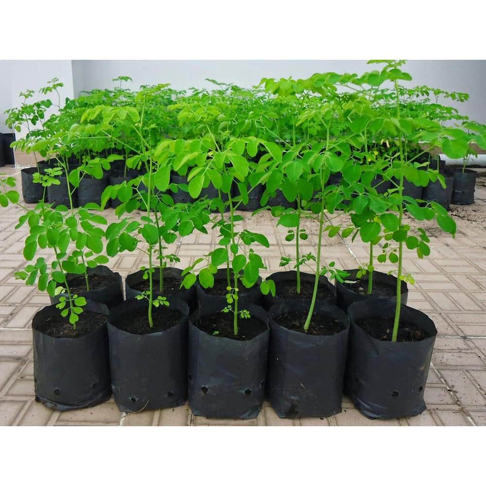 Wekiva Foliage Moringa Tree-Live Tree in a 3 gal. Pot-Moringa Oleifera ...